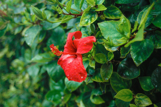 รูปภาพFlowre – เลือกดูภาพถ่ายสต็อก เวกเตอร์ และวิดีโอ133 | Adobe Stock