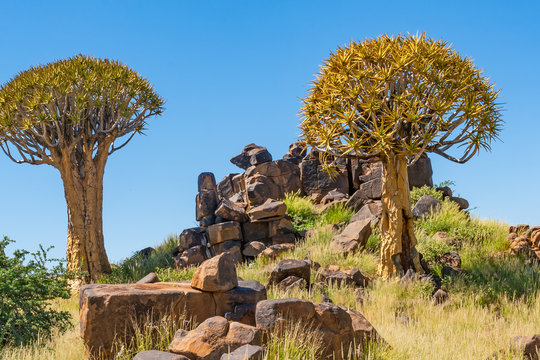 "Quiver Tree Forest" Images – Browse 1,562 Stock Photos, Vectors, and ...