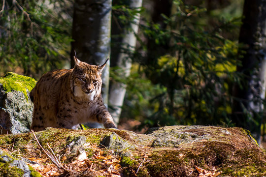 รูปภาพRys – เลือกดูภาพถ่ายสต็อก เวกเตอร์ และวิดีโอ171 | Adobe Stock