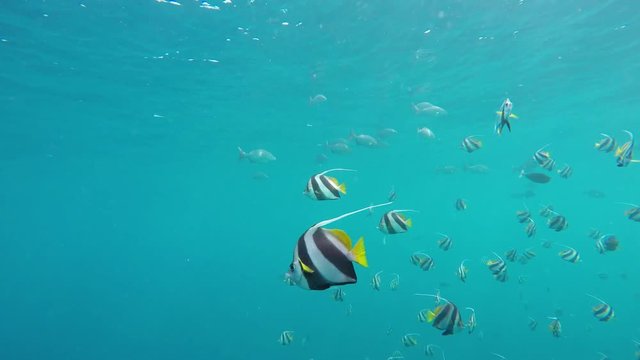 Schimmen-Bilder: Stock-Fotos & -Videos. | Adobe Stock