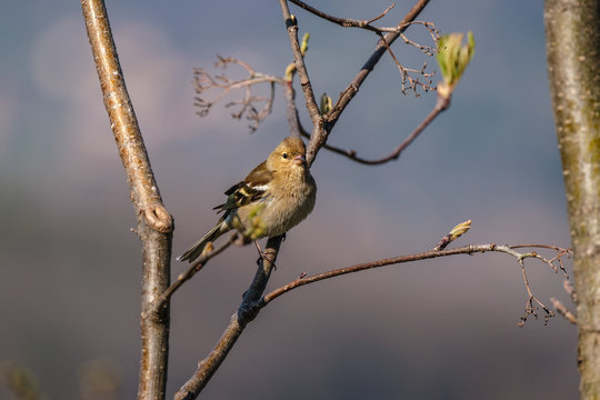 59 BEST Fringuelli IMAGES, STOCK PHOTOS & VECTORS | Adobe Stock