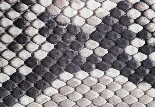 รูปภาพSnake-Skin – เลือกดูภาพถ่ายสต็อก เวกเตอร์ และวิดีโอ34,446 | Adobe ...