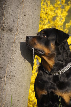 Sabber Images – Browse 56 Stock Photos, Vectors, and Video | Adobe Stock