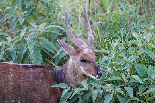 รูปภาพBushbuck – เลือกดูภาพถ่ายสต็อก เวกเตอร์ และวิดีโอ1,427 | Adobe Stock