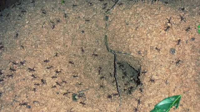 Bullet Ant Nest