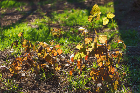 Wilting Images – Browse 51,362 Stock Photos, Vectors, and Video | Adobe ...