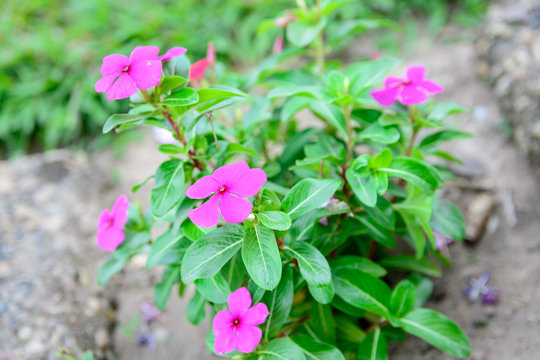 Sadabahar Images – Browse 89 Stock Photos, Vectors, and Video | Adobe Stock