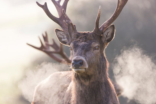 "Red Deer" - Images et vidéos libres de droits | Adobe Stock