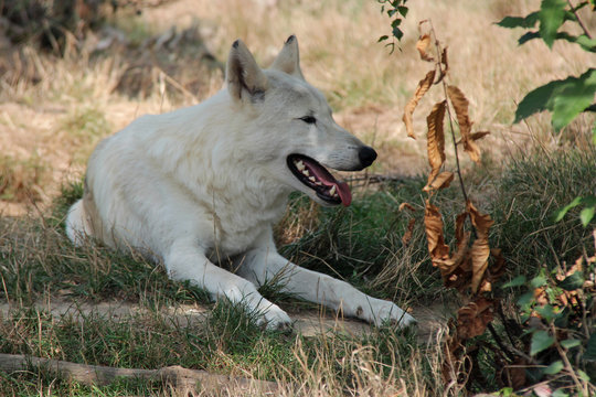 "Canadian Wolf" Images – Browse 366 Stock Photos, Vectors, and Video ...