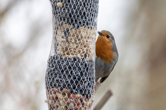 รูปภาพ"Satt – เลือกดูภาพถ่ายสต็อก เวกเตอร์ และวิดีโอ3,987 | Adobe Stock