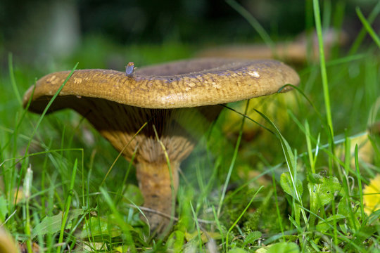 「Braunkappe」の写真素材 | 626件の無料イラスト画像 | Adobe Stock