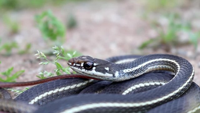 "Racer Snake" Images – Browse 90 Stock Photos, Vectors, and Video ...