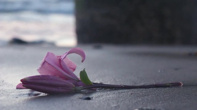 Lonely Flower Images – Browse 65,489 Stock Photos, Vectors, and Video ...