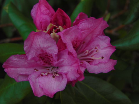 รูปภาพRhodendron – เลือกดูภาพถ่ายสต็อก เวกเตอร์ และวิดีโอ215 | Adobe Stock