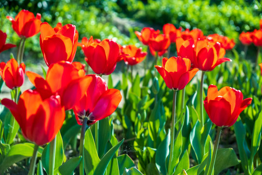 Turri Images – Browse 294 Stock Photos, Vectors, and Video | Adobe Stock