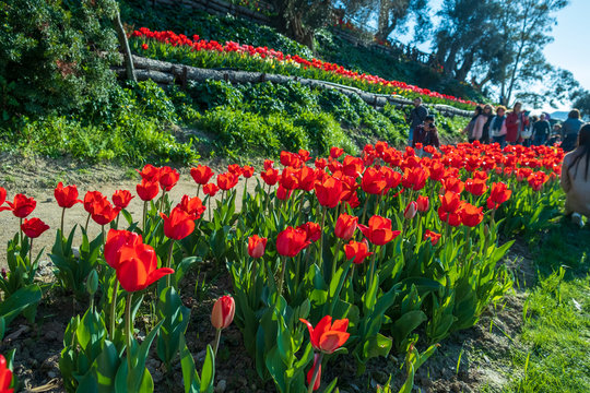 Turri Images – Browse 294 Stock Photos, Vectors, and Video | Adobe Stock