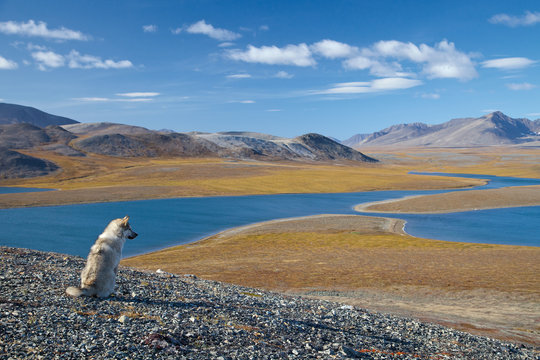 รูปภาพBeringia – เลือกดูภาพถ่ายสต็อก เวกเตอร์ และวิดีโอ153 | Adobe Stock