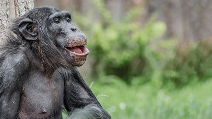 Joven chimpancé de pie como un ser humano | Foto Premium