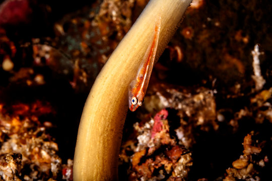 Imágenes de Schleimer: descubre bancos de fotos, ilustraciones ...