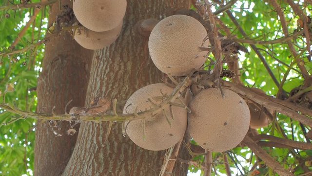 Lecythis Images – Browse 98 Stock Photos, Vectors, and Video | Adobe Stock