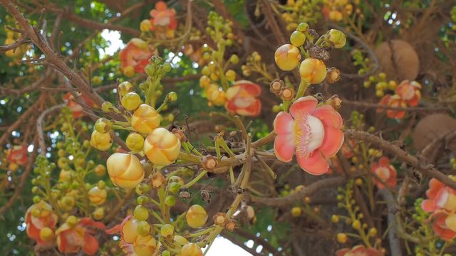 Lecythis Images – Browse 98 Stock Photos, Vectors, and Video | Adobe Stock