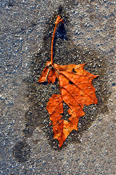 "Torn Leaf" Images – Browse 86 Stock Photos, Vectors, and Video | Adobe ...