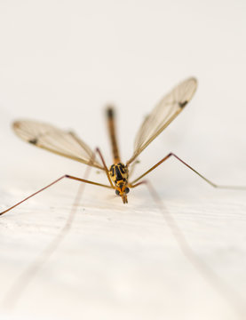 15 MELHORES IMAGENS, FOTOGRAFIAS E VETORES DO STOCK SOBRE Melga | Adobe ...