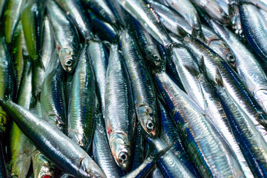 Arenque Bilder – Durchsuchen 167 Archivfotos, Vektorgrafiken und Videos ...