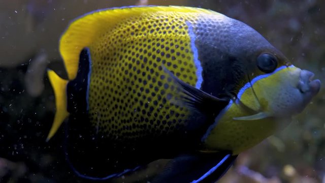 "Angle Fish" Bilder – Durchsuchen 56 Archivfotos, Vektorgrafiken und ...