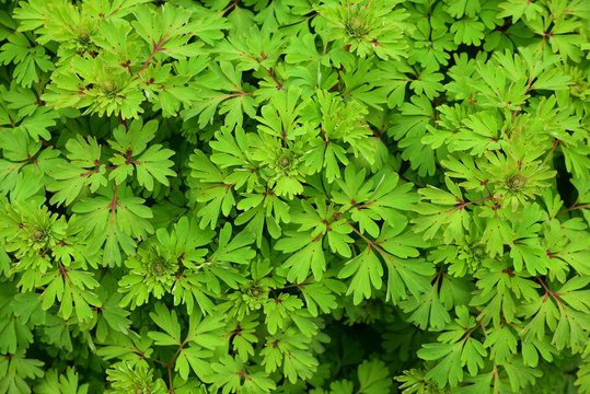 รูปภาพFeuillage – เลือกดูภาพถ่ายสต็อก เวกเตอร์ และวิดีโอ69,201 | Adobe ...