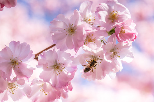 "Japanische Kirsche" Images – Parcourir 631 le catalogue de photos ...