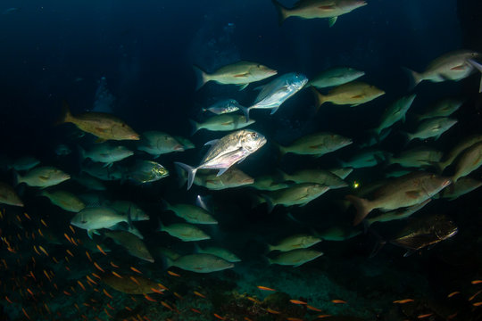 รูปภาพBluefin – เลือกดูภาพถ่ายสต็อก เวกเตอร์ และวิดีโอ10,474 | Adobe Stock