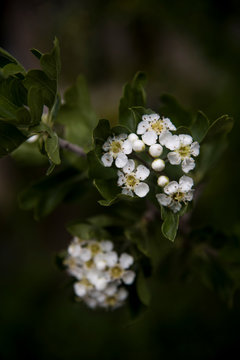 Azarole 画像 - 参照 106 Stock 写真、ベクターおよびビデオ | Adobe Stock