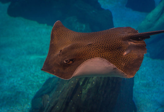 รูปภาพWhipray – เลือกดูภาพถ่ายสต็อก เวกเตอร์ และวิดีโอ29,332 | Adobe Stock