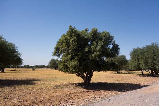 Baumschatten Images – Browse 190 Stock Photos, Vectors, and Video ...