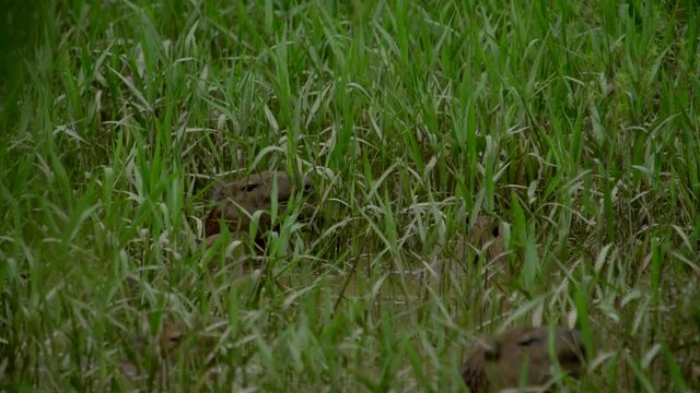รูปภาพKapibara – เลือกดูภาพถ่ายสต็อก เวกเตอร์ และวิดีโอ171 | Adobe Stock