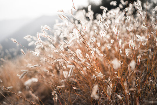 "Simien Images – Browse 5,111 Stock Photos, Vectors, and Video | Adobe ...