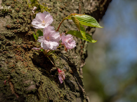 「Blattern」の写真素材 | 29件の無料イラスト画像 | Adobe Stock