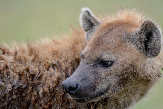 รูปภาพHyaenidae – เลือกดูภาพถ่ายสต็อก เวกเตอร์ และวิดีโอ31,919 | Adobe ...
