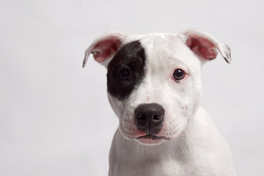 Staffbull Képek – Böngésszen 264 stockfotókat, vektorokat és videókat ...