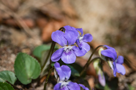 รูปภาพViolaceae – เลือกดูภาพถ่ายสต็อก เวกเตอร์ และวิดีโอ6,368 | Adobe Stock