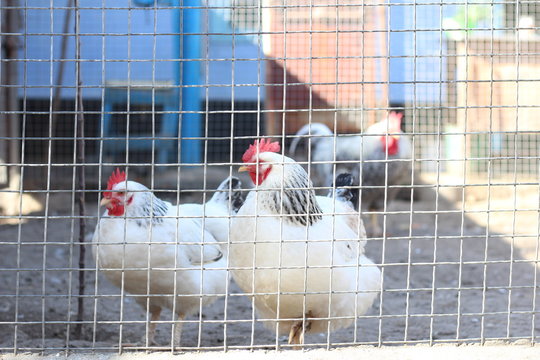 รูปภาพFowl-Run – เลือกดูภาพถ่ายสต็อก เวกเตอร์ และวิดีโอ375 | Adobe Stock