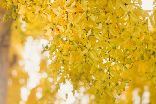 Kanikkonna Bilder – Durchsuchen 10,570 Archivfotos, Vektorgrafiken und ...