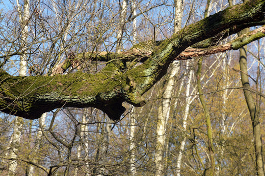 「Eichenast」の画像 - 81 件の Stock 写真、ベクターおよびビデオ | Adobe Stock