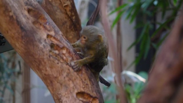 Gummivore 이미지 – 찾아보기 19 스톡 사진, 벡터 및 비디오 | Adobe Stock