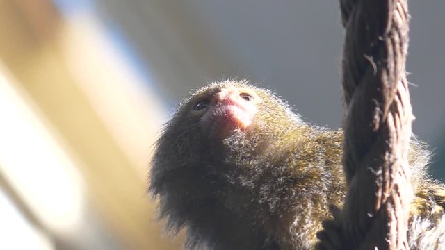 Gummivore 이미지 – 찾아보기 19 스톡 사진, 벡터 및 비디오 | Adobe Stock