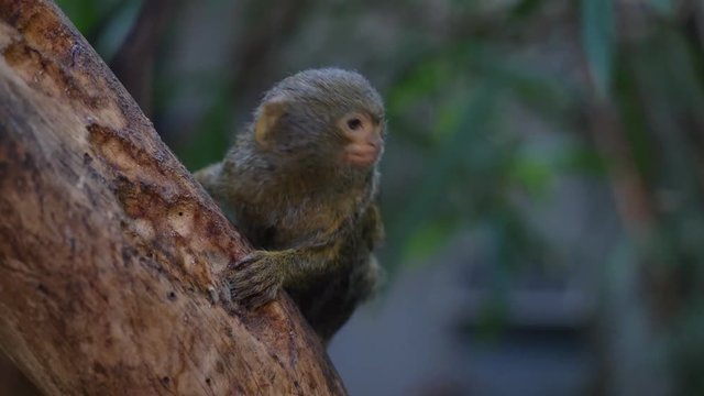 Gummivore Imagens – Procure 19 fotos, vetores e vídeos | Adobe Stock