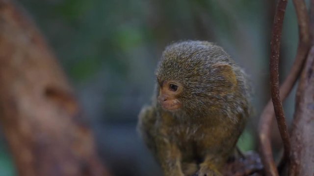 Gummivore 이미지 – 찾아보기 19 스톡 사진, 벡터 및 비디오 | Adobe Stock