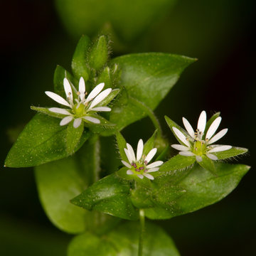 รูปภาพStellaire – เลือกดูภาพถ่ายสต็อก เวกเตอร์ และวิดีโอ286 | Adobe Stock