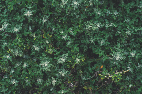 "Vegetation Texture" Images – Browse 150 Stock Photos, Vectors, and ...